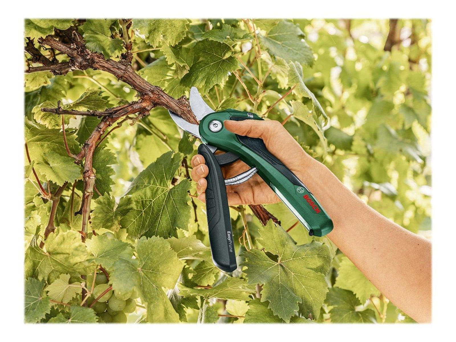Bosch EasyPrune CORDLESS GARDEN SHEARS | Billig