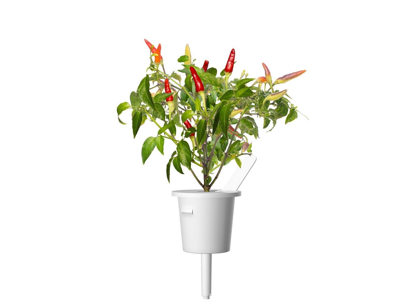 Click & Grow Click and Grow Smart Garden Refill 3-pack - Red Hot Chili ...