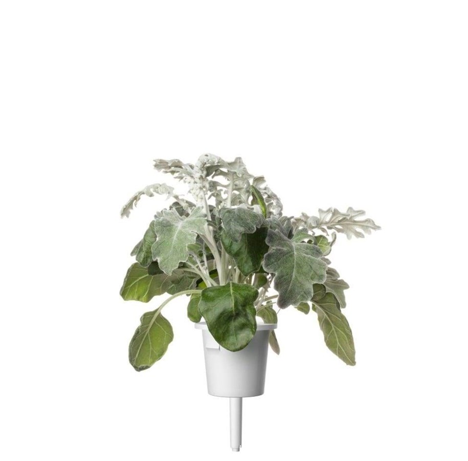 Click & Grow Click and Grow - Smart Garden Refill 3-pack Dusty Miller